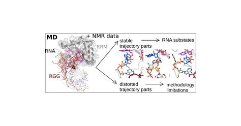 Conformational Heterogeneity Of Rna Stem Loop Hairpins Bound To Fus Rna Recognition Motif With