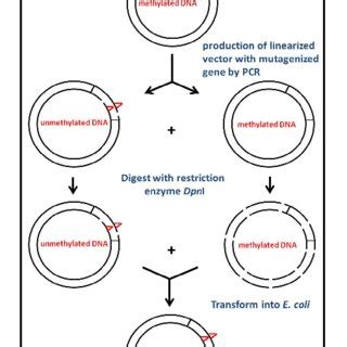 Schematic Diagram Of The Mutagenesis By Kunkel A The Main Feature Of Download Scientific