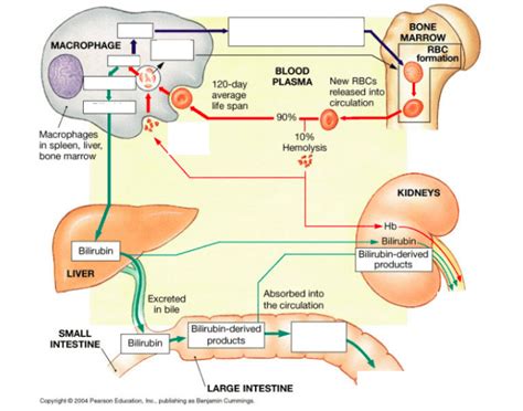 Bilirubin Pathway Quiz