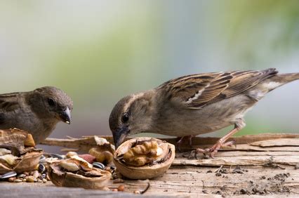 Tree Works And The Bird Nesting Season