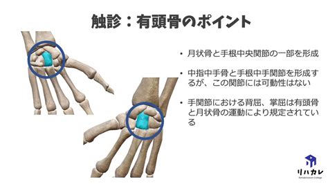 有頭骨の触診のコツ 骨の触診 YouTube