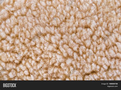 Woolly Sheep Fleece Image Photo Free Trial Bigstock
