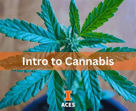 Introduction To Cannabis Coursera Mooc List