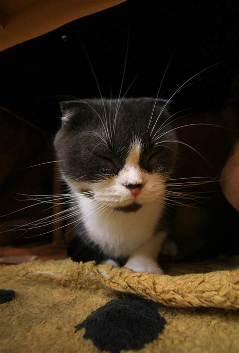 긴수염 네모얼굴 고양이~