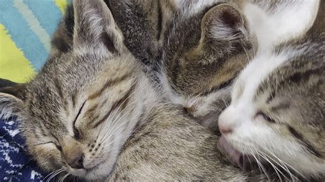 Cats Video To Cat To Watch Videos Daily Lifechichi Buddies 🐈😪 ️ Youtube