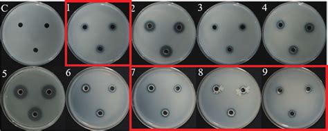 Solubilization Of Inorganic Phosphate The Formation Of Clear Zones Download Scientific Diagram