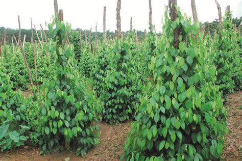 Menghilangkan Bau Busuk Pada Biji Lada Trubus