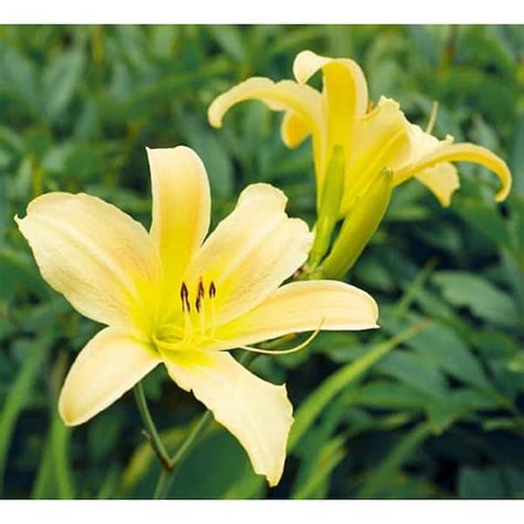 Daylily Yellow Perennials The Home Depot