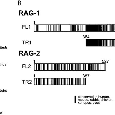 A Schematic Diagram Of Vdj Recombination Intermediates Coding Ends Download Scientific