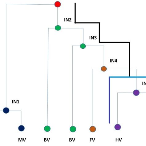 Interpretation Of Ambiguity In Phylogenetic Tree Download Scientific Diagram