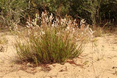 Polygonella Jointweed Fsus