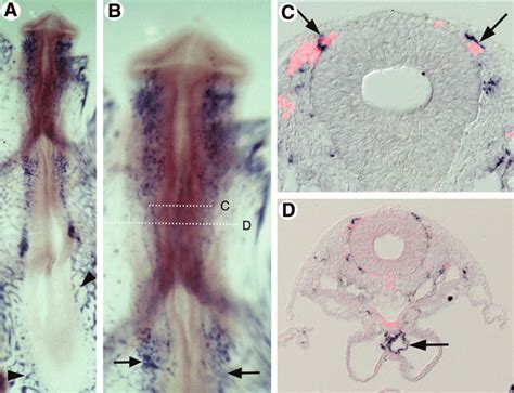 Expression Pattern Of Fli1 During Chick Cranial Neural Crest Stem Cell Download Scientific