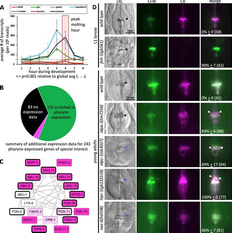 A Spatiotemporal Reconstruction Of The C Elegans Pharyngeal Cuticle
