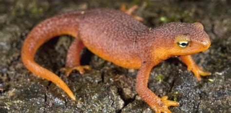 Newt Spiritual Meaning And Symbolism