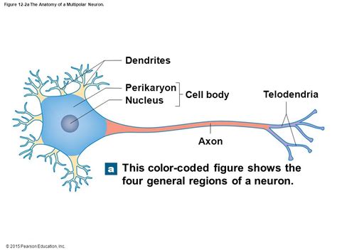 Neuron Labeled Telodendria