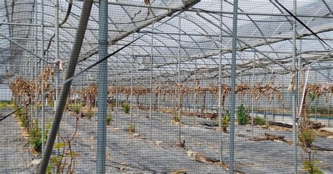 한전 요금체납 이유 농업용 전기 끊어 포도나무 고사