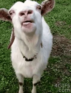 Funny Goats  On Er By Centrintrius
