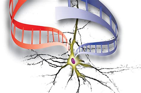 Throwing A Genetic Switch — Harvard Gazette