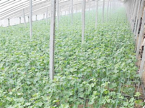 合作基地案例 潍坊嘉禾农业生物科技有限公司