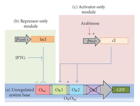 Design Concept For The Repressor Activator System In Guido Et Al [8] Download Scientific