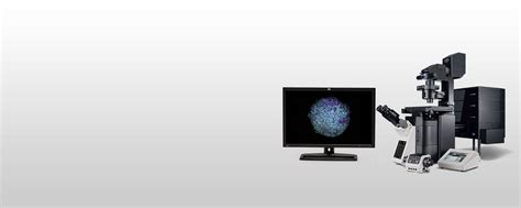 Automated Organoid Imaging And High Throughput 3d Analysis Olympus Ls