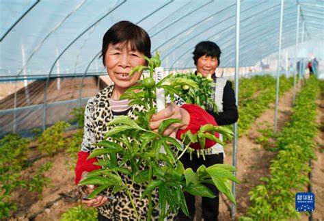 山東菏澤芍藥鮮切花産銷旺 新華網