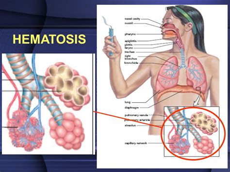 Asignatura FisiologÍa Humana FisiologÍa Del Sistema Respiratorio Ppt
