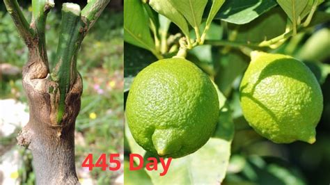 How To Grafting Lemon Lemon Tree Grafting Technique Lemon YouTube