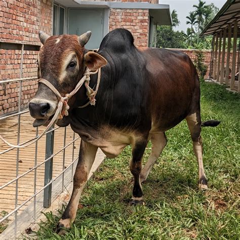 বল্টু বায়োমেন্ড অনলাইন গরুর হাট