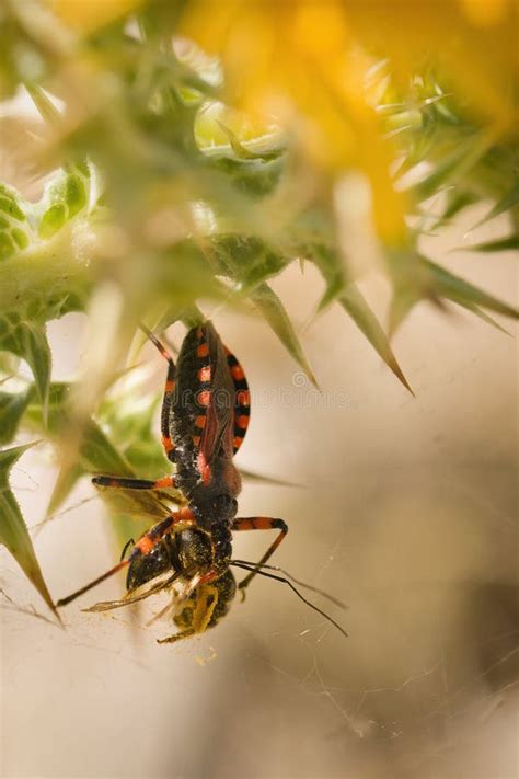 Assassin Bug Rhynocoris Iracundus In Their Life Cycle Captured On Plant