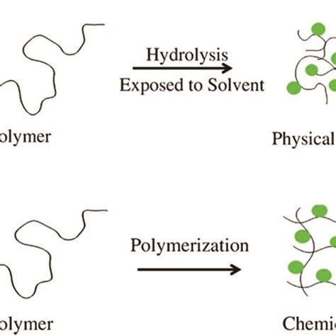 Schematic Illustration Of Hydrogel Fabrication A Physical Download Scientific Diagram
