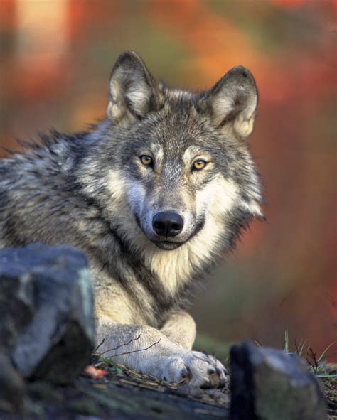 The Largest Wolf Species In The World We Love Wolves Blog