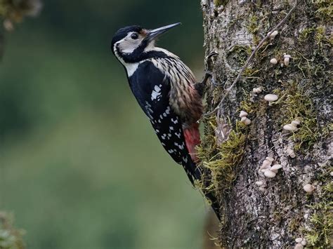White Backed Woodpecker Dendrocopos Leucotos Birds Of The World