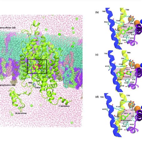 Cross Sectional Illustration Of The Dopamine Transporter Dat And