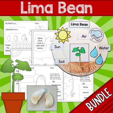 Lima Bean Bundle Fun Activities While Growing Lima Bean Plants Made