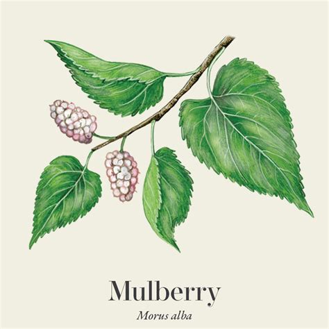 Mulberry Morus Alba Benefits Uses Side Effects Research Herbal Reality