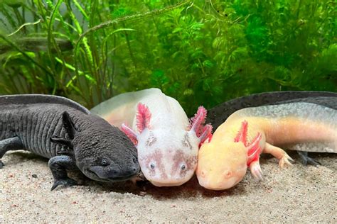 Axolotl De Type Sauvage