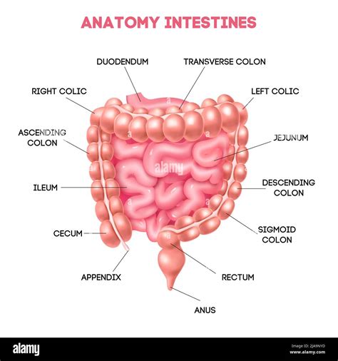 Appendix Anatomy Location Anatomy Diagram Book