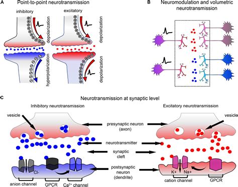 Differences Between Neurotransmitters And Neuromodulators Overall Science