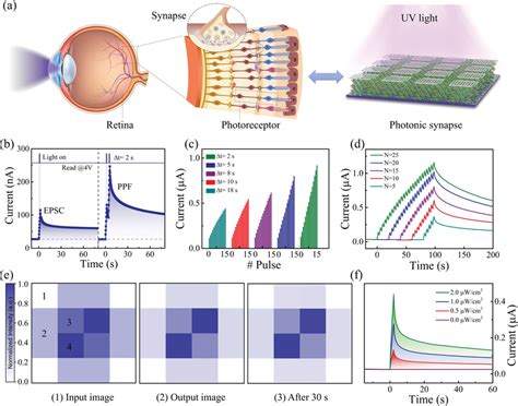 Light‐modulated Synaptic Plasticity And Low‐level Image Pre‐processing Download Scientific