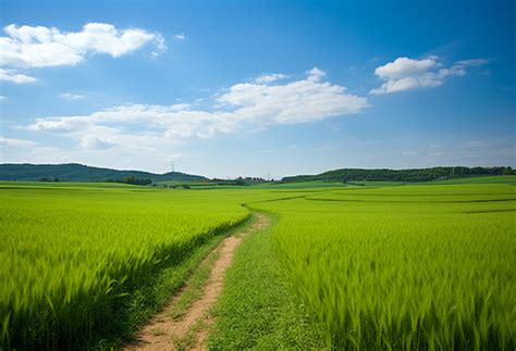 Two Paths Are In A Wide Field With Grass In It Background Gyeongbuk High Resolution Road