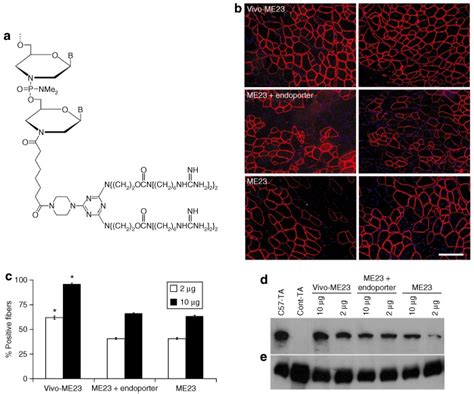 Chemical Structure Of Vivo Morpholino And Dystrophin Expression After