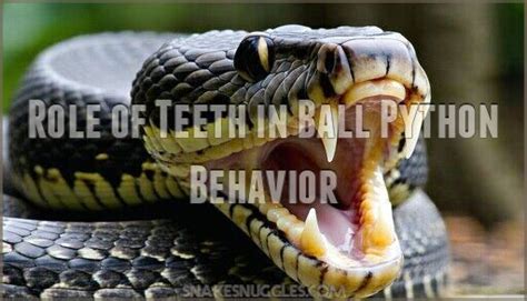 How Many Teeth Do Ball Pythons Have 100 Sharp Curved Facts