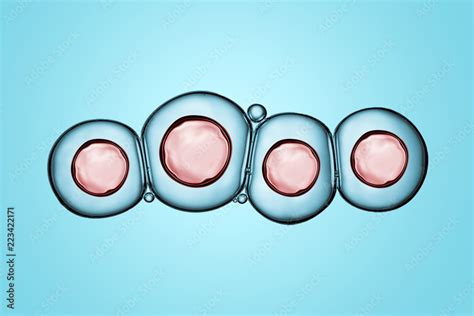 Cells Division Process Cell Divides Into Two Cells Stock Photo Adobe Stock