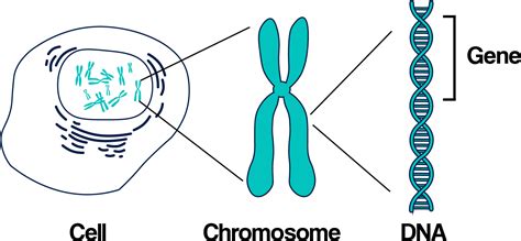 Genetic Testing For Ectodermal Dysplasia Nfed