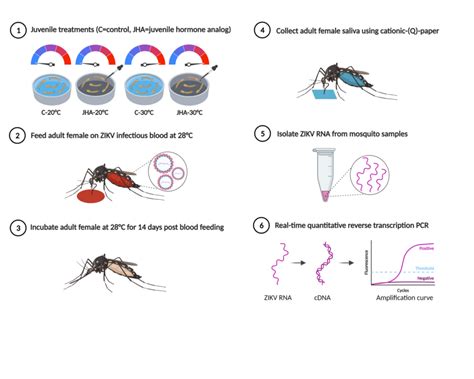 A Diagram Illustrating The Experimental Workflow Download Scientific