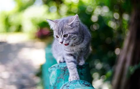 Обои лето фон малыш на телефон и рабочий стол раздел кошки разрешение 6000x3376 скачать