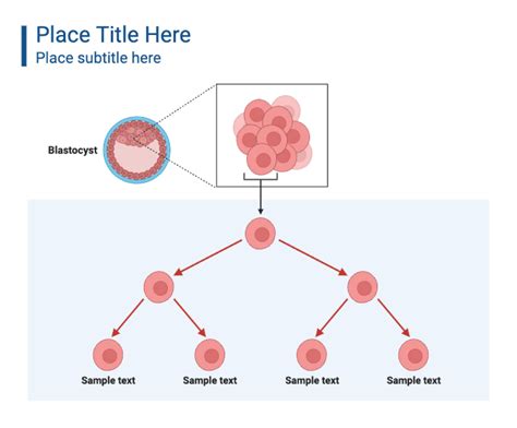 Human Embryonic Stem Cells Differentiation Layout Biorender Science Templates