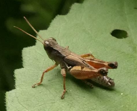 Wingless Grasshopper From Nobelius Heritage Park 3 Crichton Rd