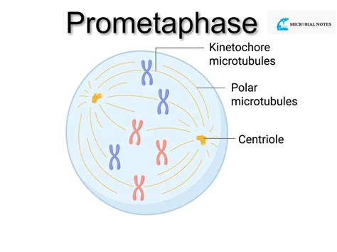 Mitosis And Its Phases Microbial Notes